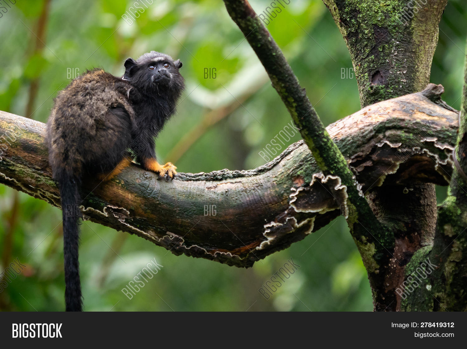 Golden Handed Tamarin Image & Photo (Free Trial) | Bigstock