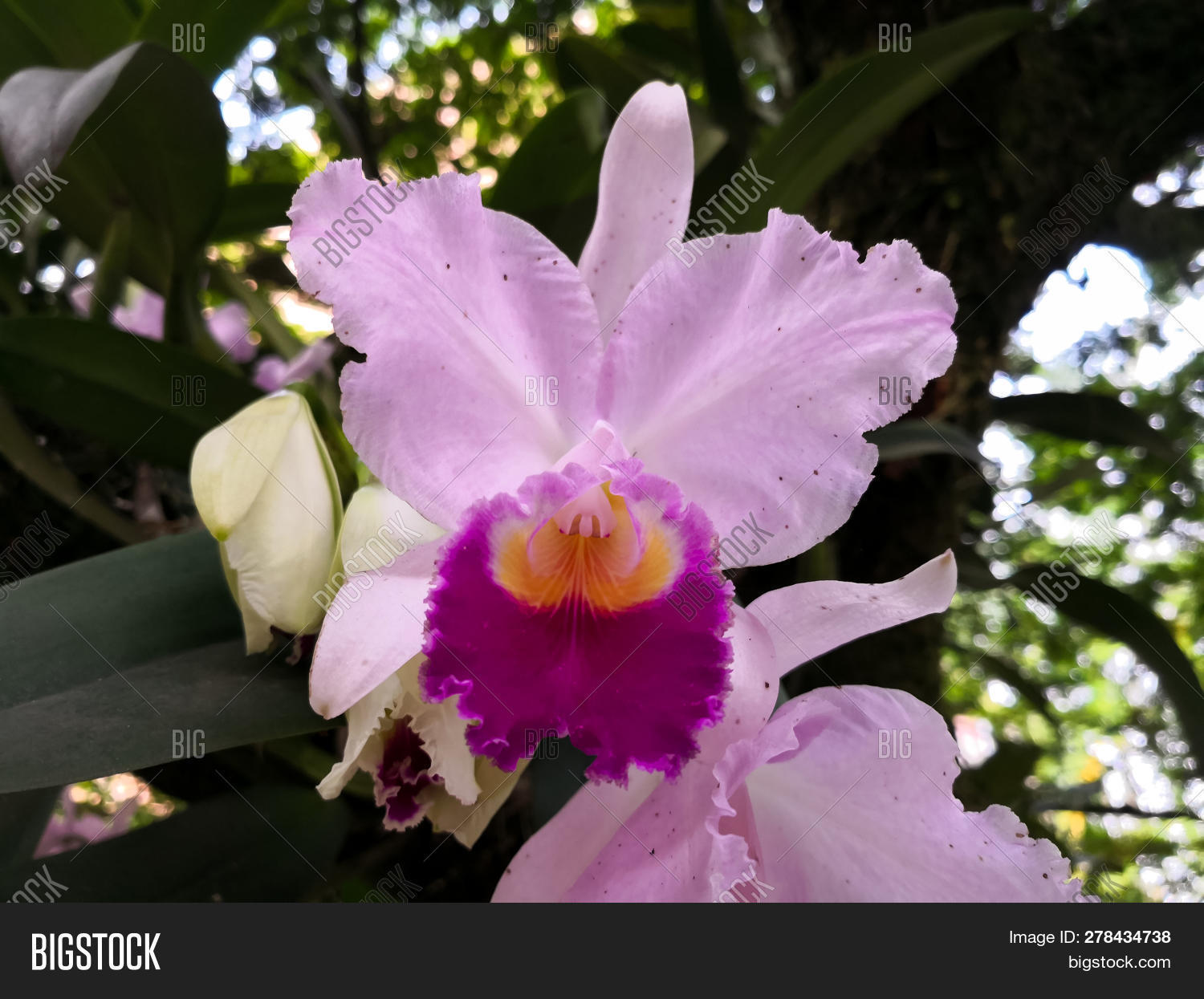 Pink Cattleya Orchid Image & Photo (Free Trial) | Bigstock