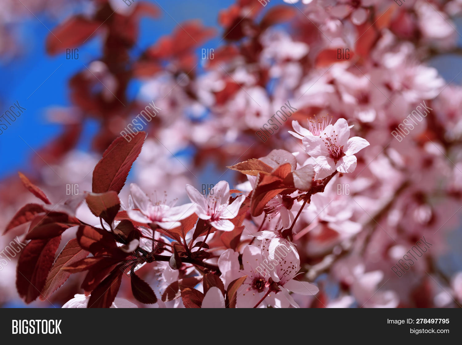 Fruit Tree Flowers Image & Photo (Free Trial) | Bigstock