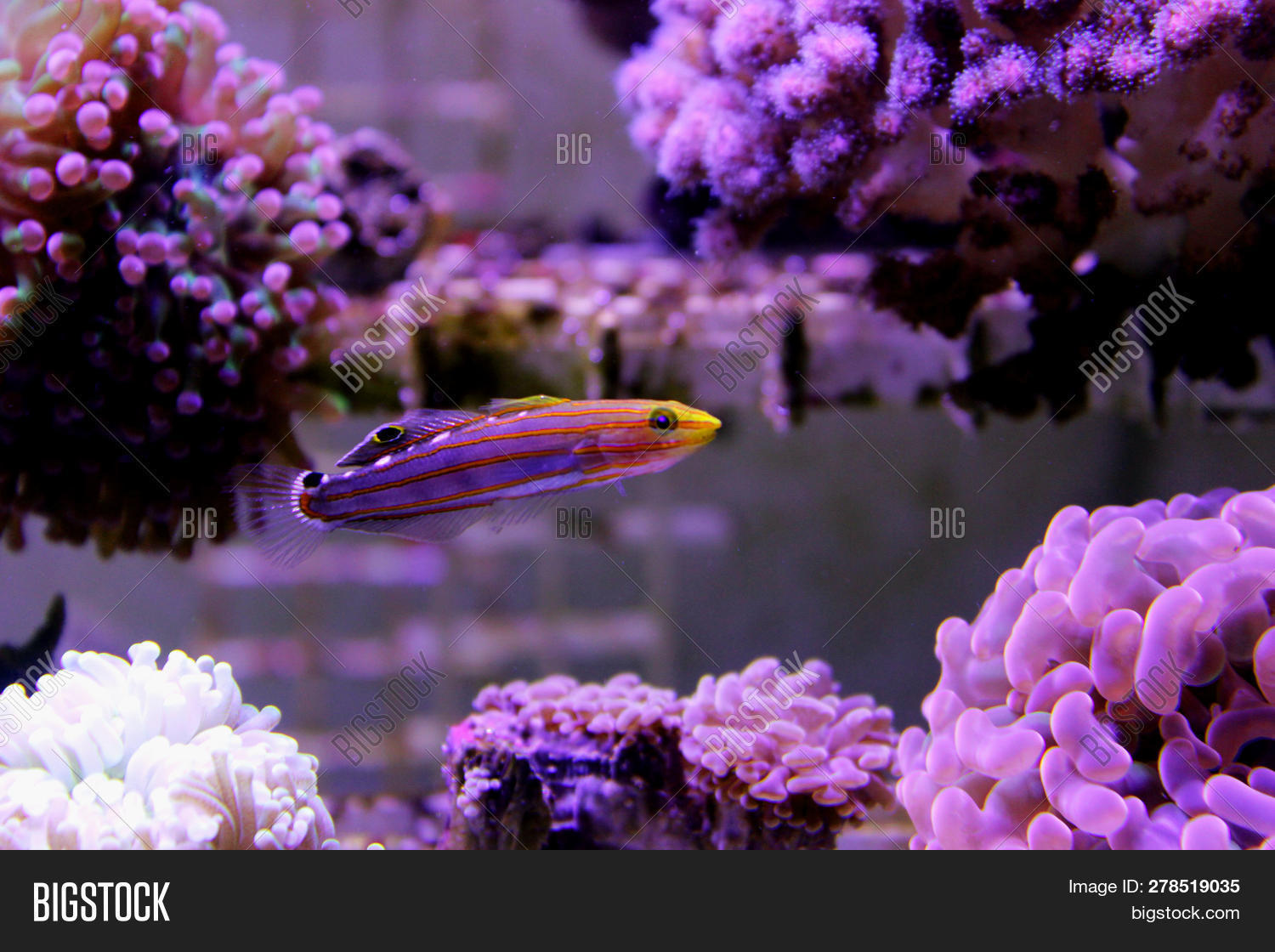 Court Jester Goby Fish Image & Photo (Free Trial) | Bigstock