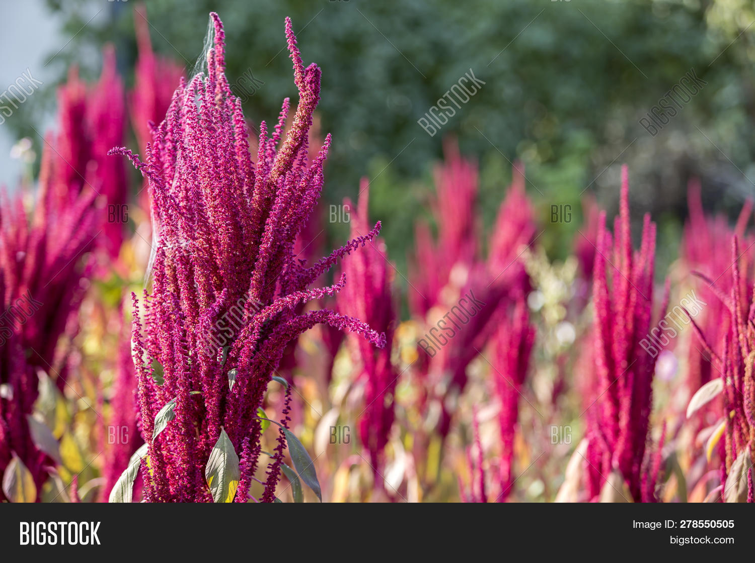 Isolated Indian Red Image & Photo (Free Trial) | Bigstock