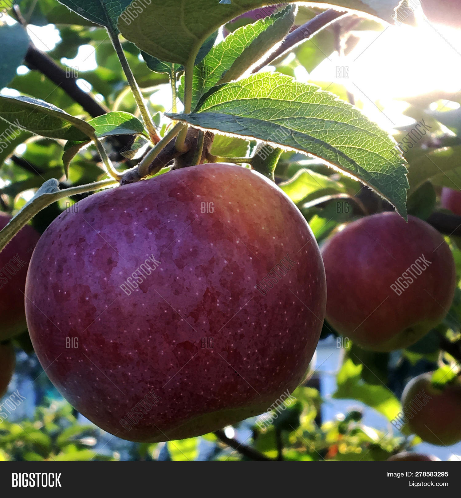 Sweet Fruit Apple Image & Photo (Free Trial) | Bigstock