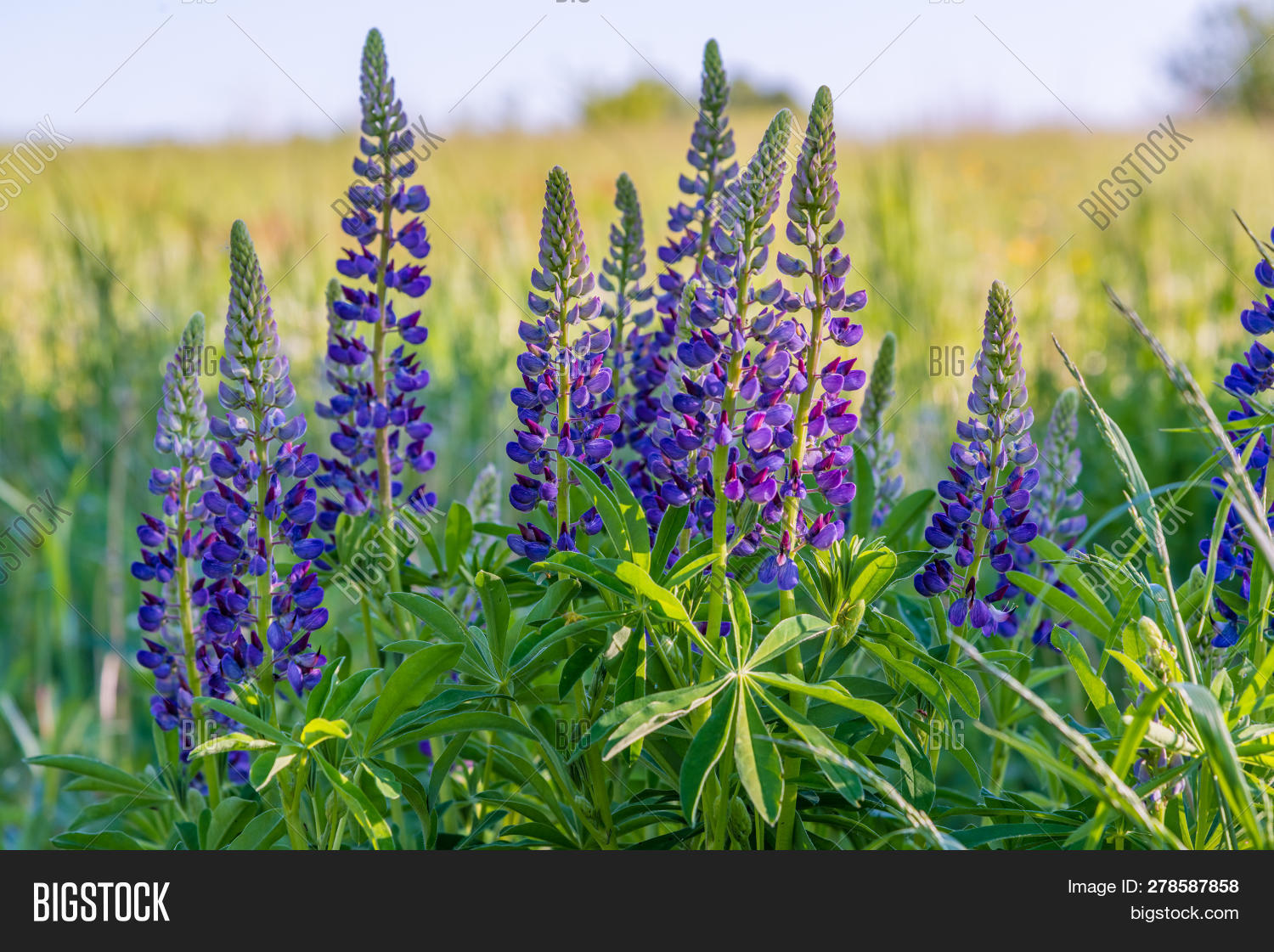 Grassy Field Purple Image & Photo (Free Trial) | Bigstock