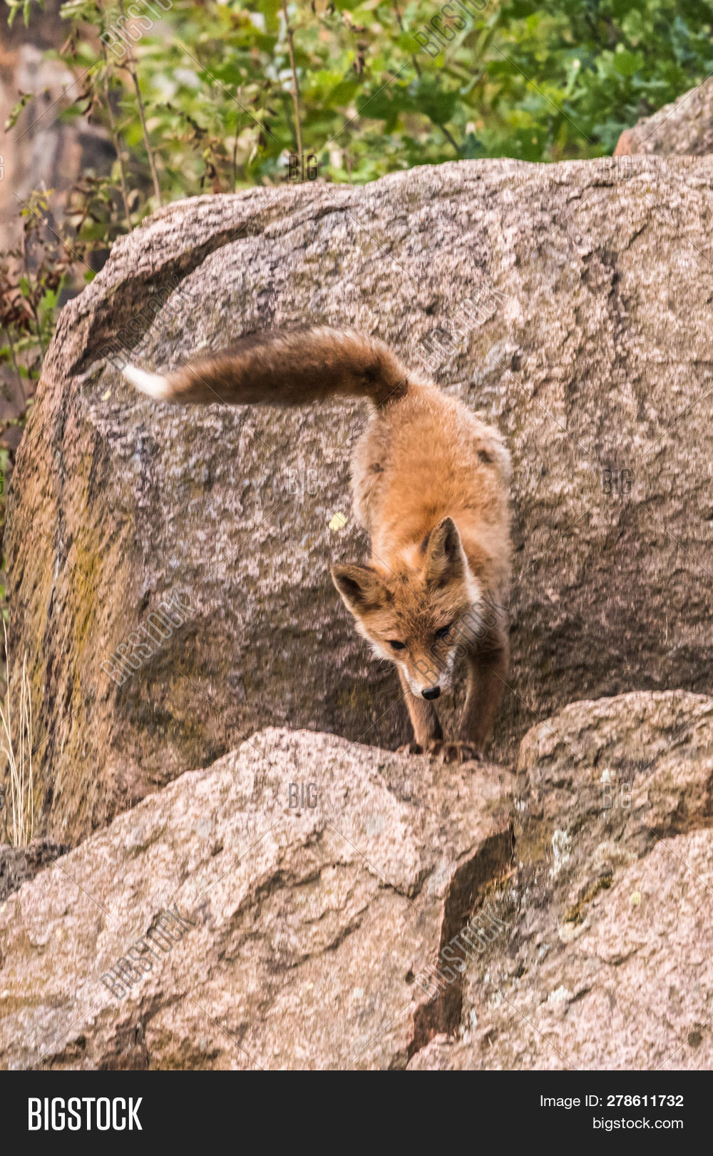 Red Fox Jumping , Image & Photo (Free Trial) | Bigstock