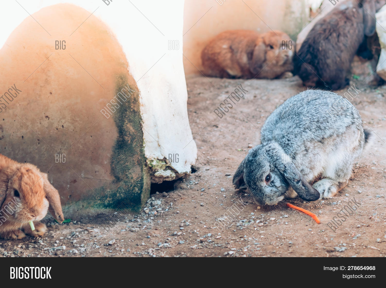 Cute Rabbits Resting Image & Photo (Free Trial) | Bigstock