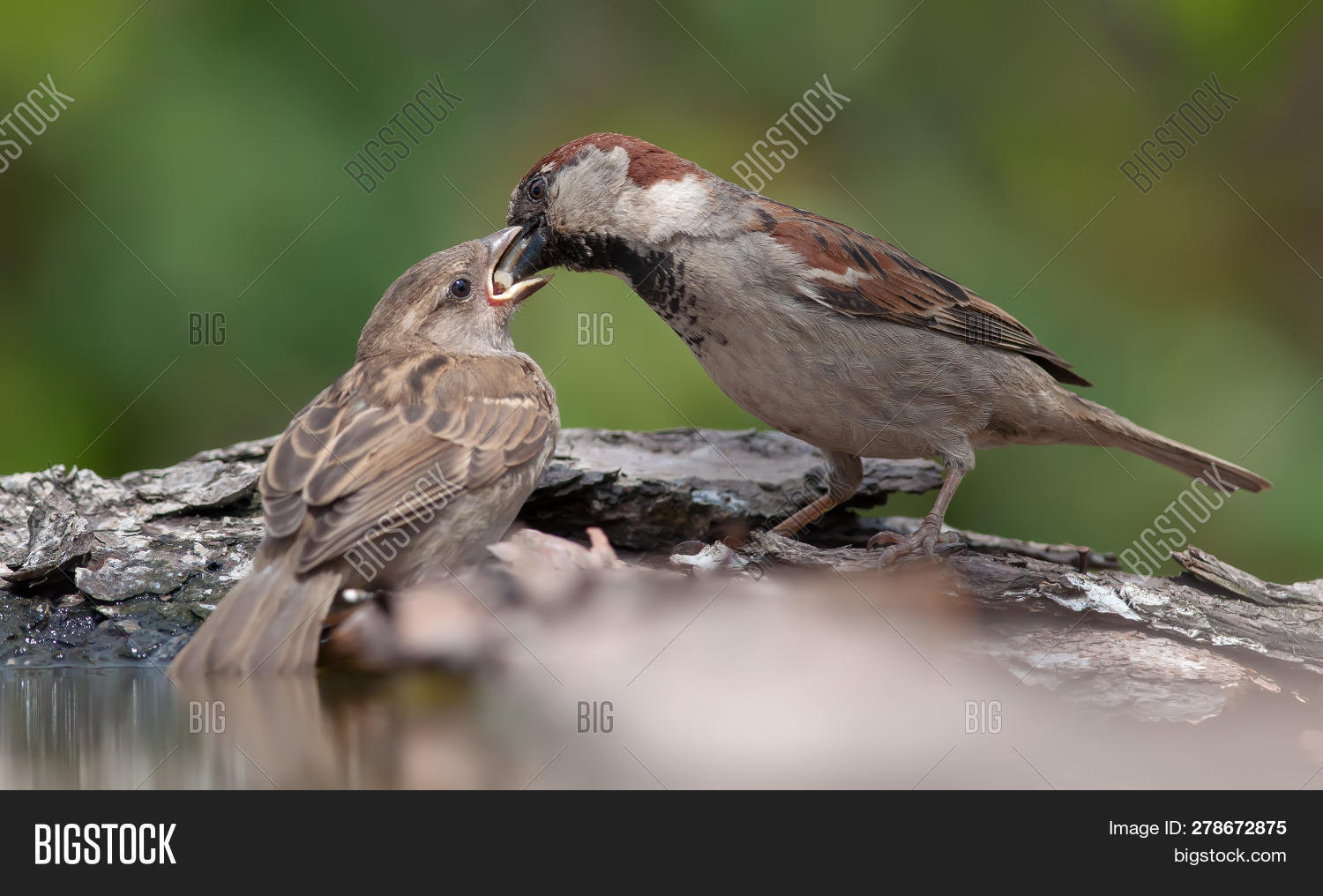 House Sparrows Feeding