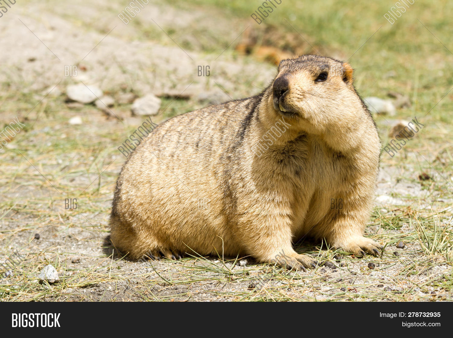 Funny Suprising Marmot Image & Photo (Free Trial) | Bigstock
