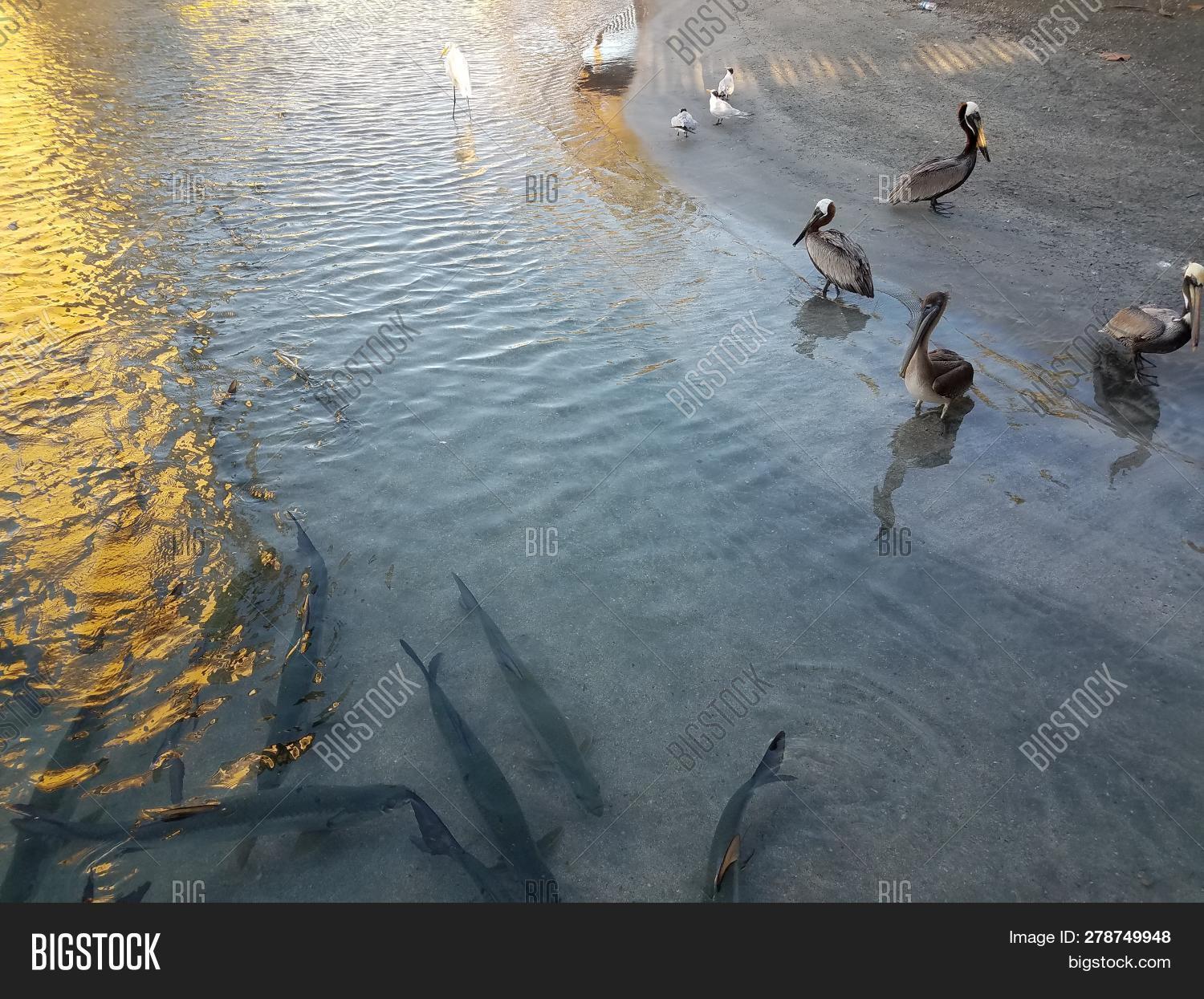 Pelicans Birds Tarpon Image & Photo (Free Trial) | Bigstock