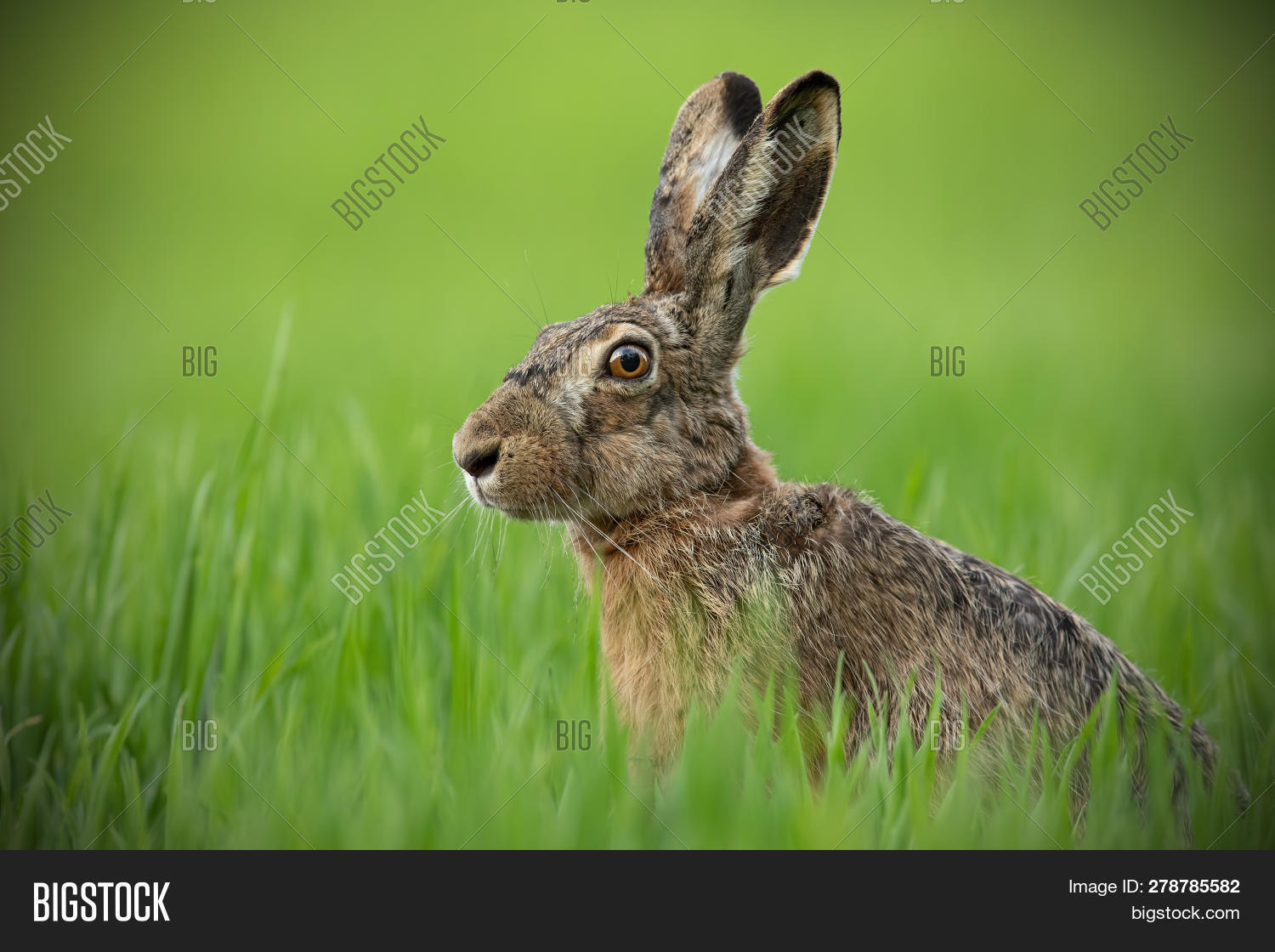 Portrait Brown Hare Image & Photo (Free Trial) | Bigstock