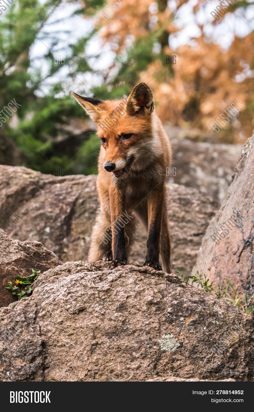 Red Fox Jumping For