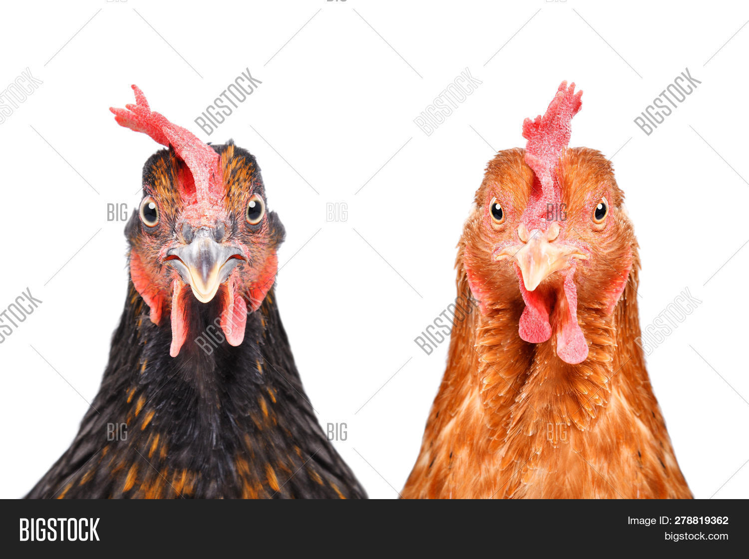 Two Chickens Isolated Image & Photo (Free Trial) | Bigstock