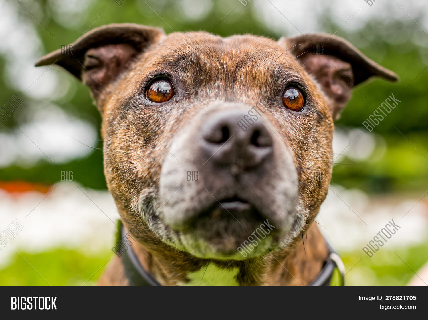 Older Staffy Portrait Image & Photo (Free Trial) | Bigstock