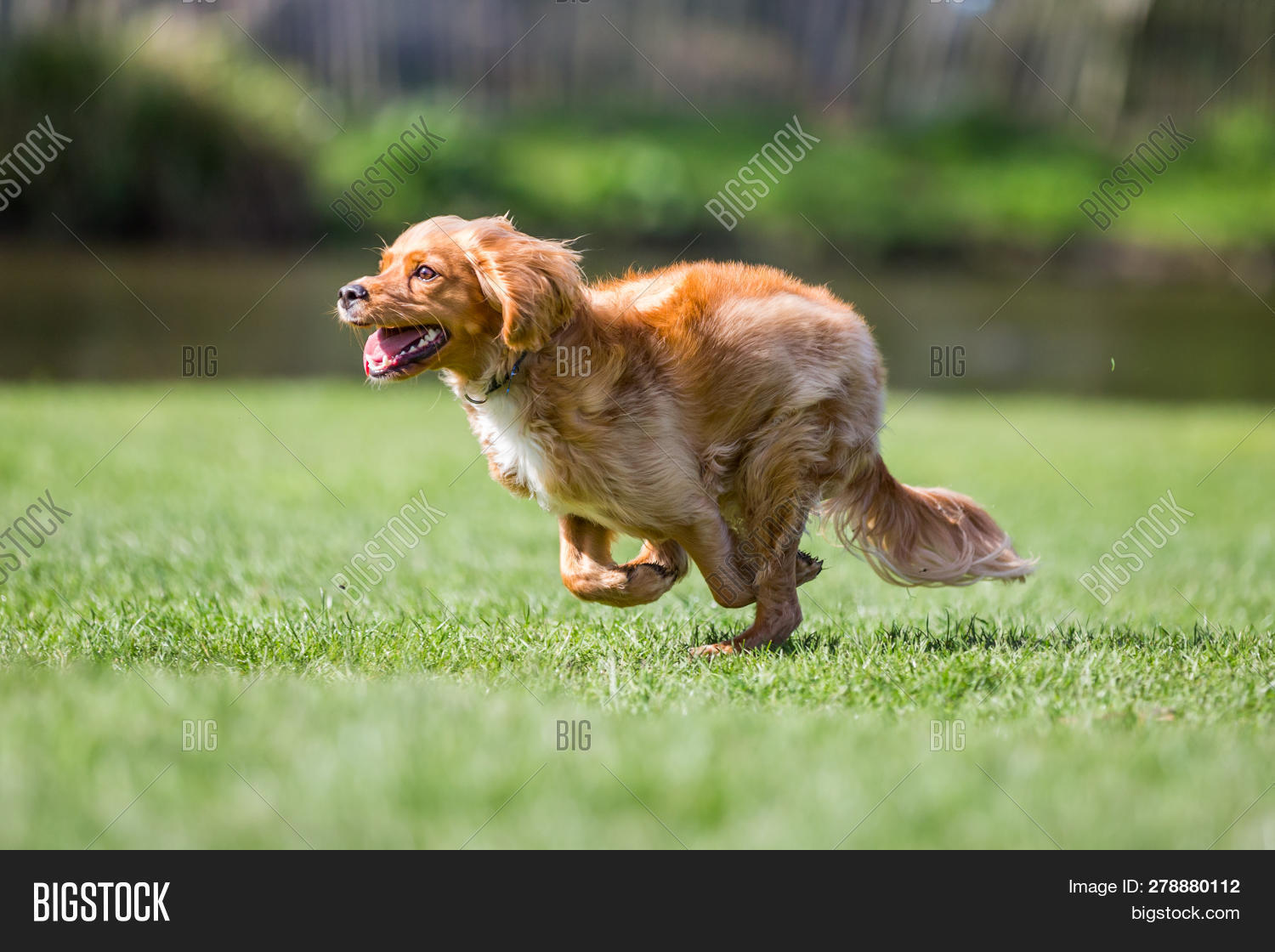 Spaniel Puppy Running Image & Photo (Free Trial) | Bigstock