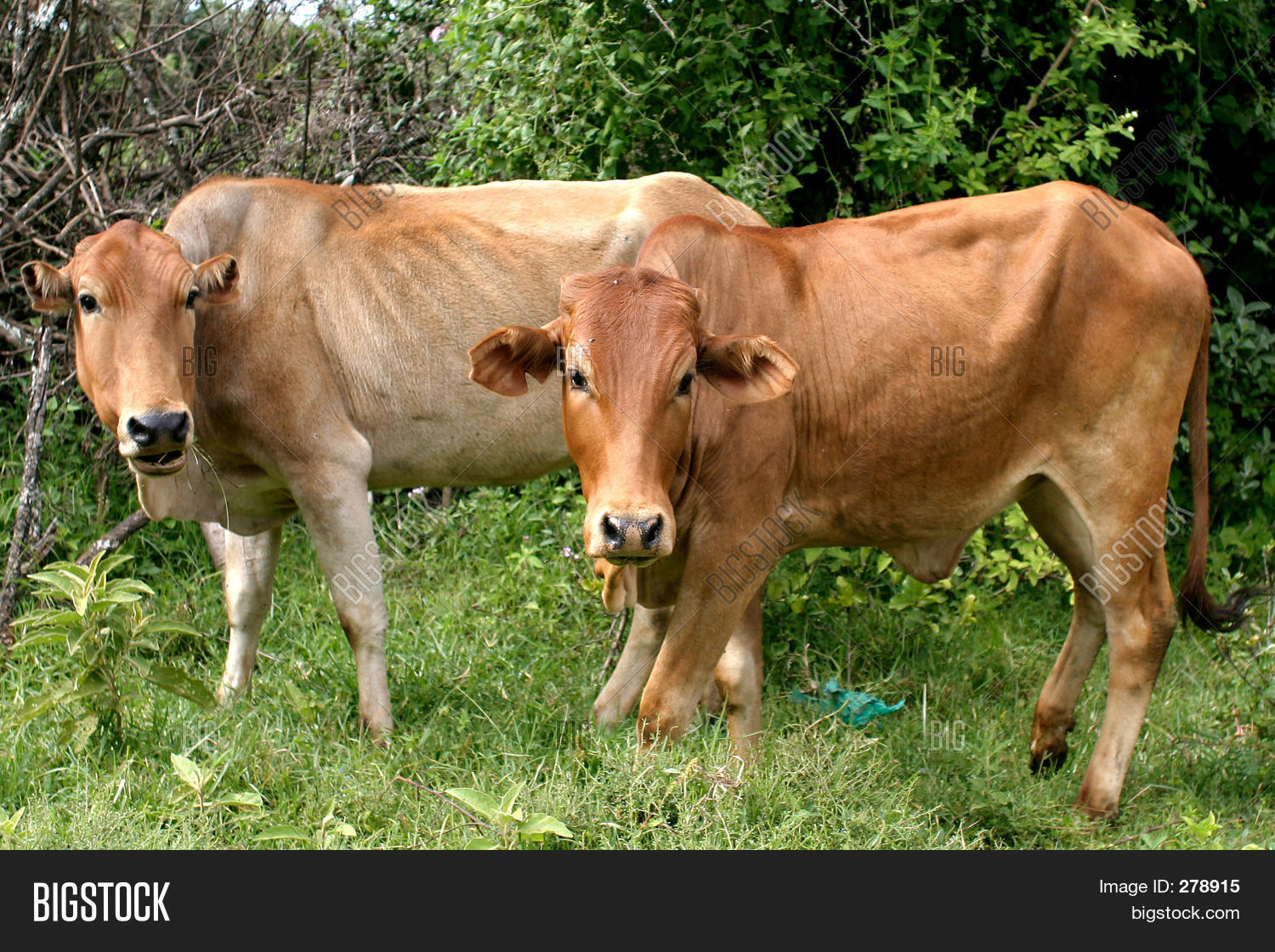 Skinny Bulls Image & Photo (Free Trial) | Bigstock