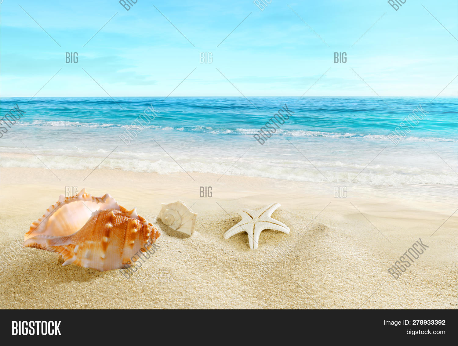 Sea ??shells On Beach Image & Photo (Free Trial) | Bigstock