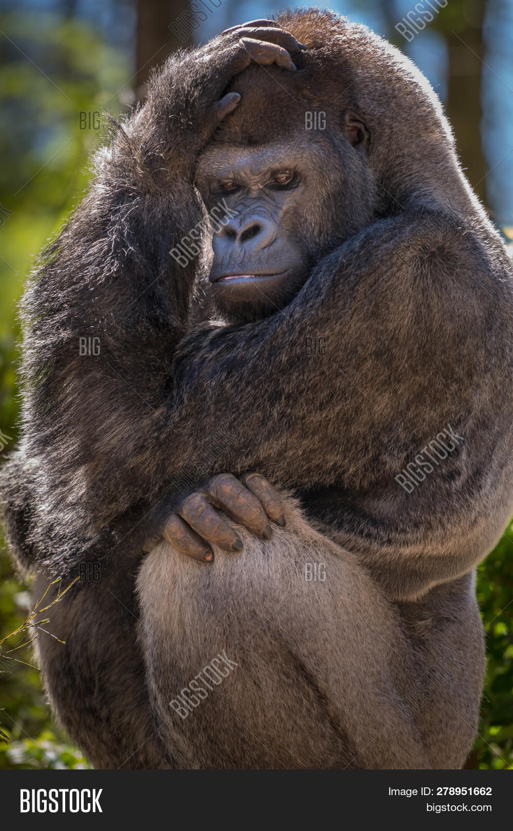 Silverback Sits Thinks Image & Photo (Free Trial) | Bigstock