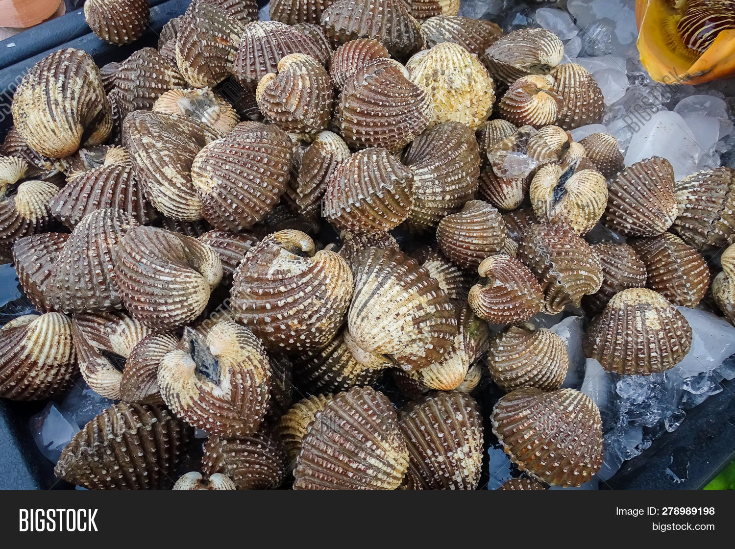 Cockle Shell Seafood Image & Photo (Free Trial) | Bigstock