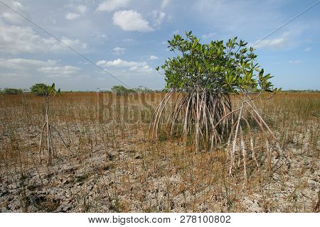 Dwarf Mangroves Trees Image & Photo (Free Trial) | Bigstock