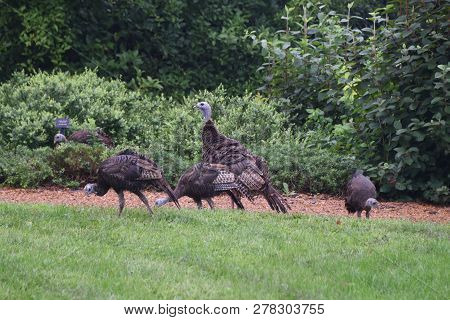 Flock Turkeys Park. Image & Photo (Free Trial) | Bigstock