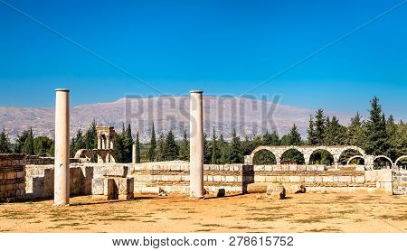 Gerrha Images, Illustrations & Vectors (Free) - Bigstock