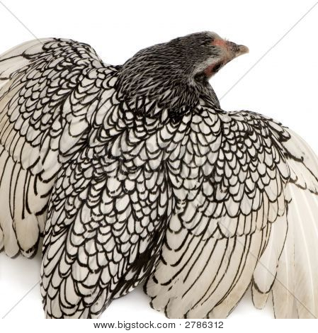 Sebright Bantams Image & Photo (Free Trial) | Bigstock