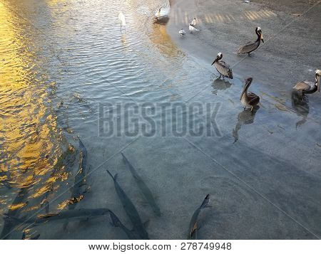 Pelicans Birds Tarpon Image & Photo (Free Trial) | Bigstock