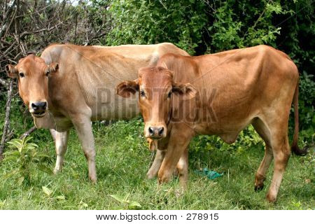 Skinny Bulls Image & Photo (Free Trial) | Bigstock