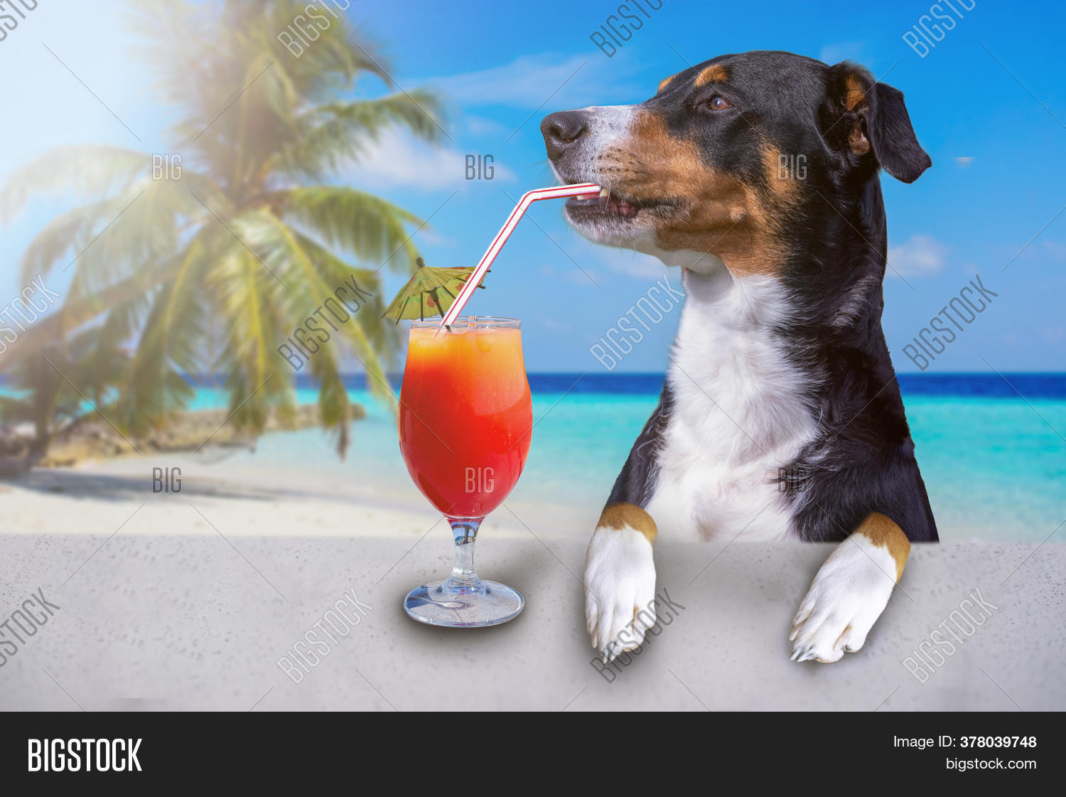 Cocktail Drink Dog On Image & Photo (Free Trial) | Bigstock