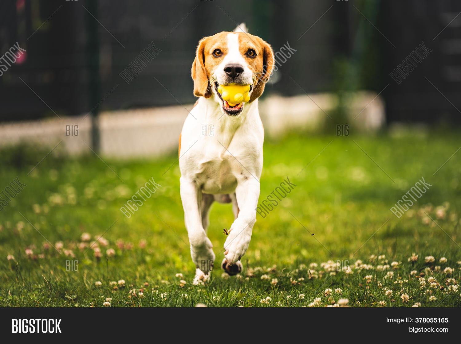 Dog Fetch Yellow Ball Image & Photo (Free Trial) | Bigstock