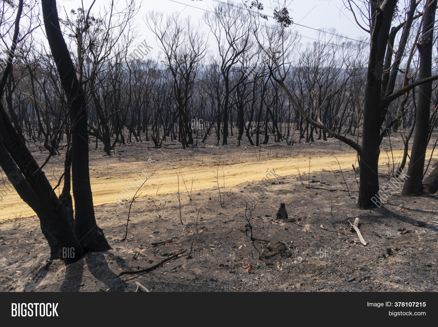Gum Trees Burnt Image & Photo (Free Trial) | Bigstock