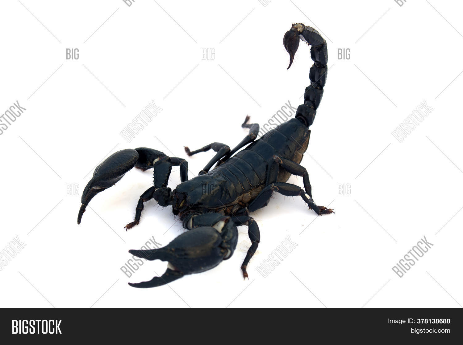 Black Scorpion Image & Photo (Free Trial) | Bigstock