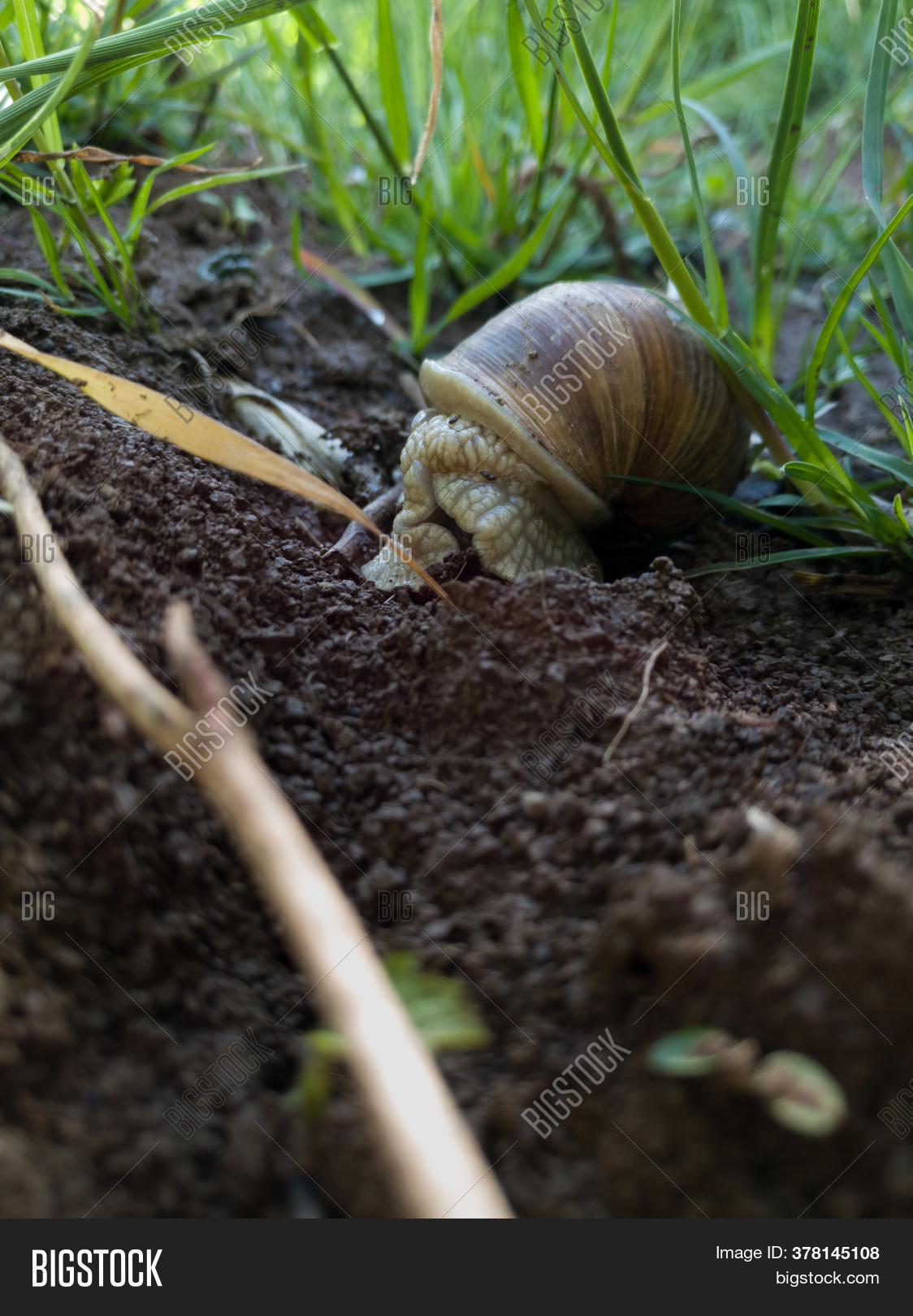Slimy Snail
