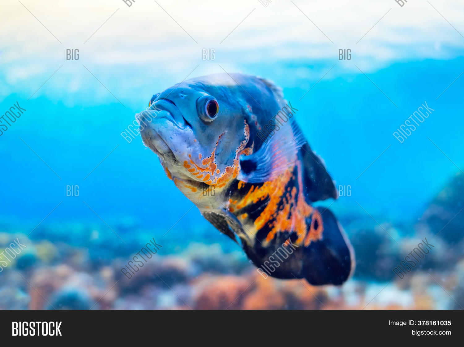 Astronotus Ocellatus Image & Photo (Free Trial) | Bigstock