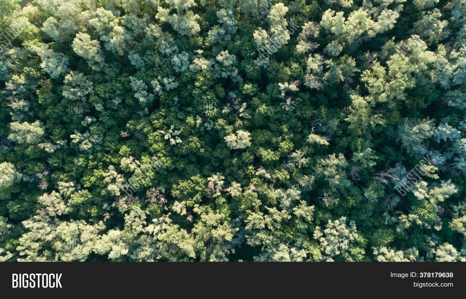 Aerial Top View Forest Image & Photo (Free Trial) | Bigstock