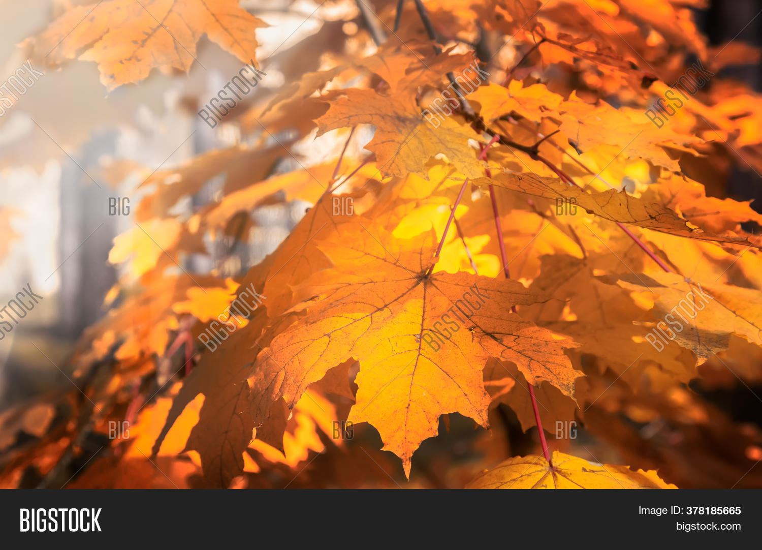 Yellow Orange Autumn Image & Photo (Free Trial) | Bigstock