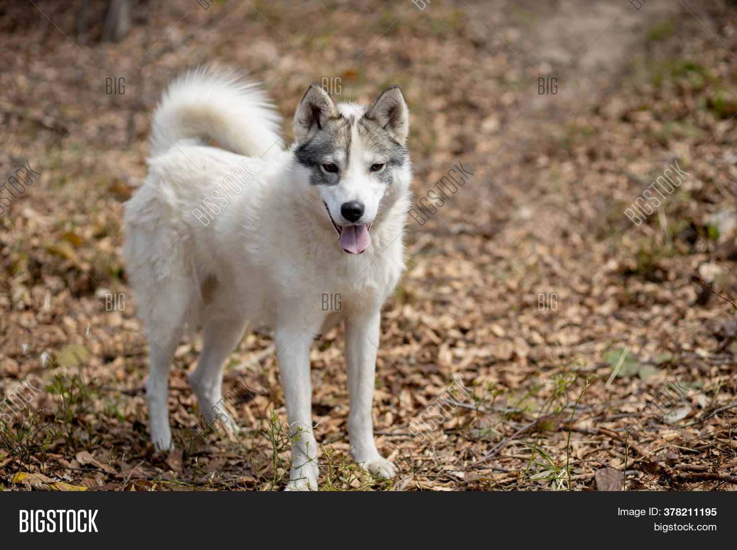 Portrait Gorgeous Image & Photo (Free Trial) | Bigstock