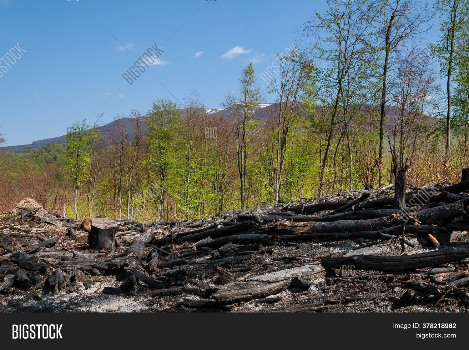 Burnt Trees After Image & Photo (Free Trial) | Bigstock