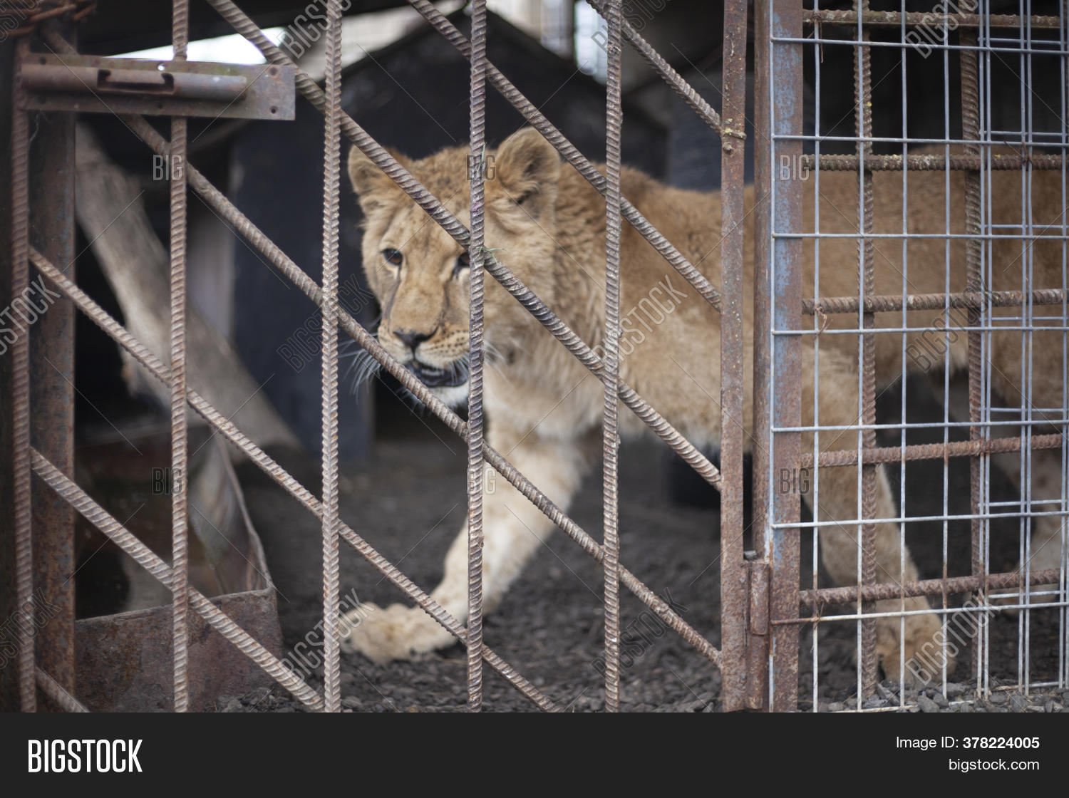 Lion Cub Cage. Wild Image & Photo (Free Trial) | Bigstock