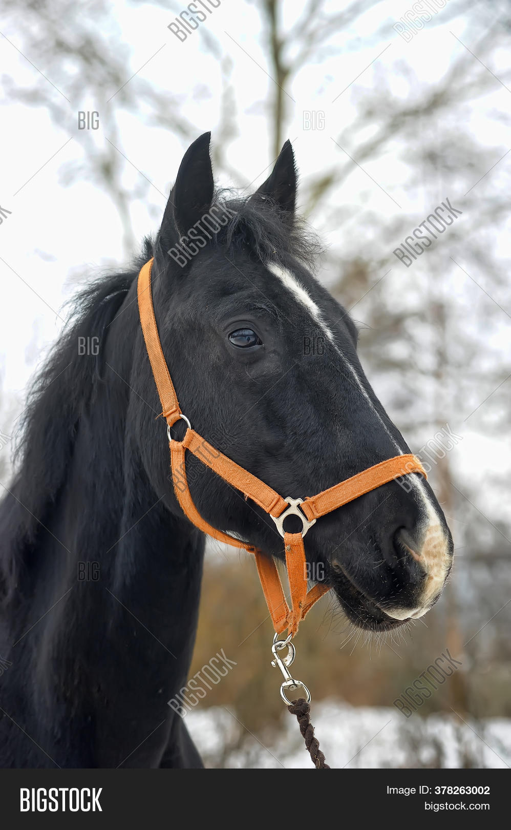 Head Black Horse Image & Photo (Free Trial) | Bigstock
