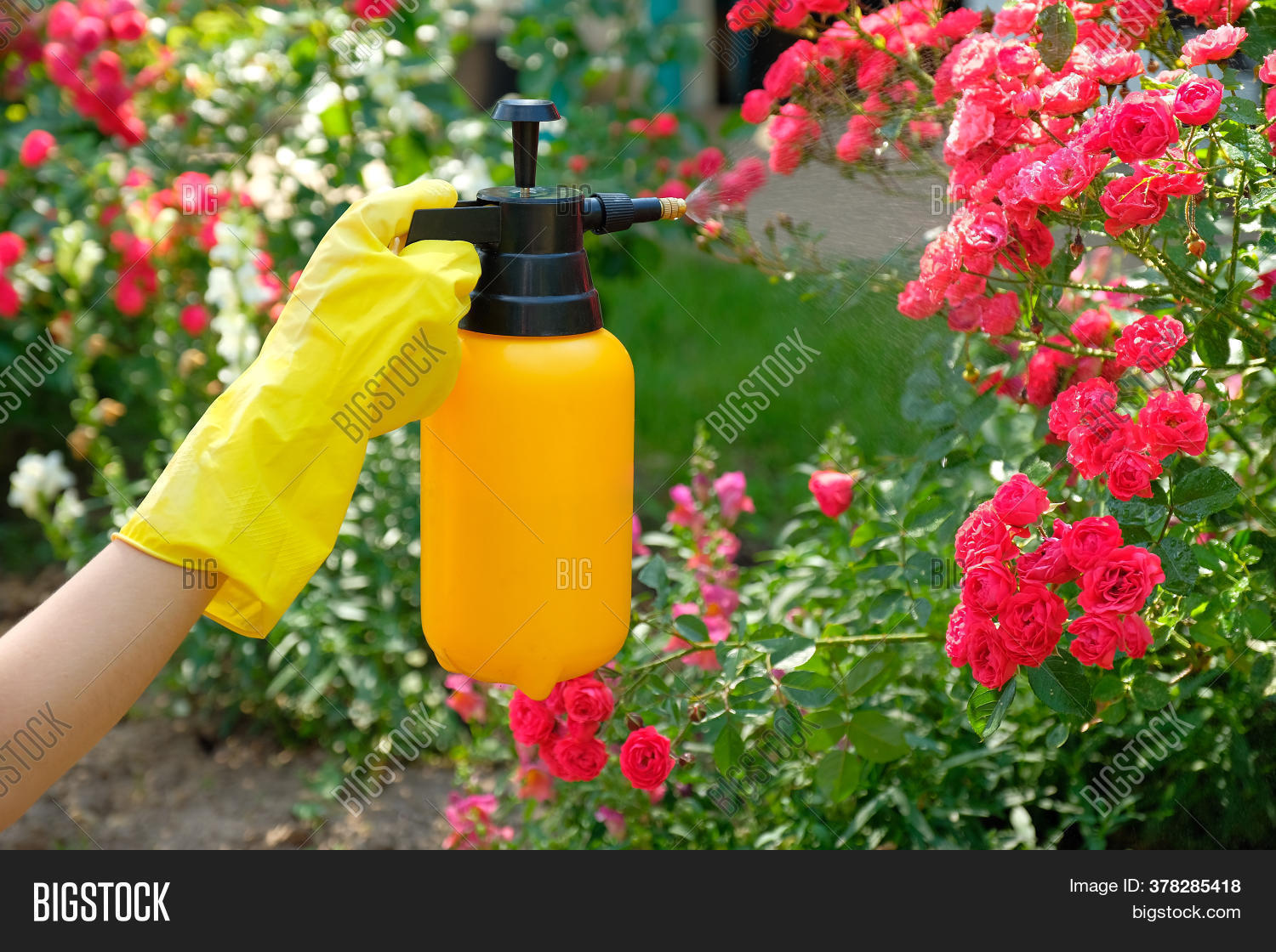 Gardener Spraying Image & Photo (Free Trial) | Bigstock