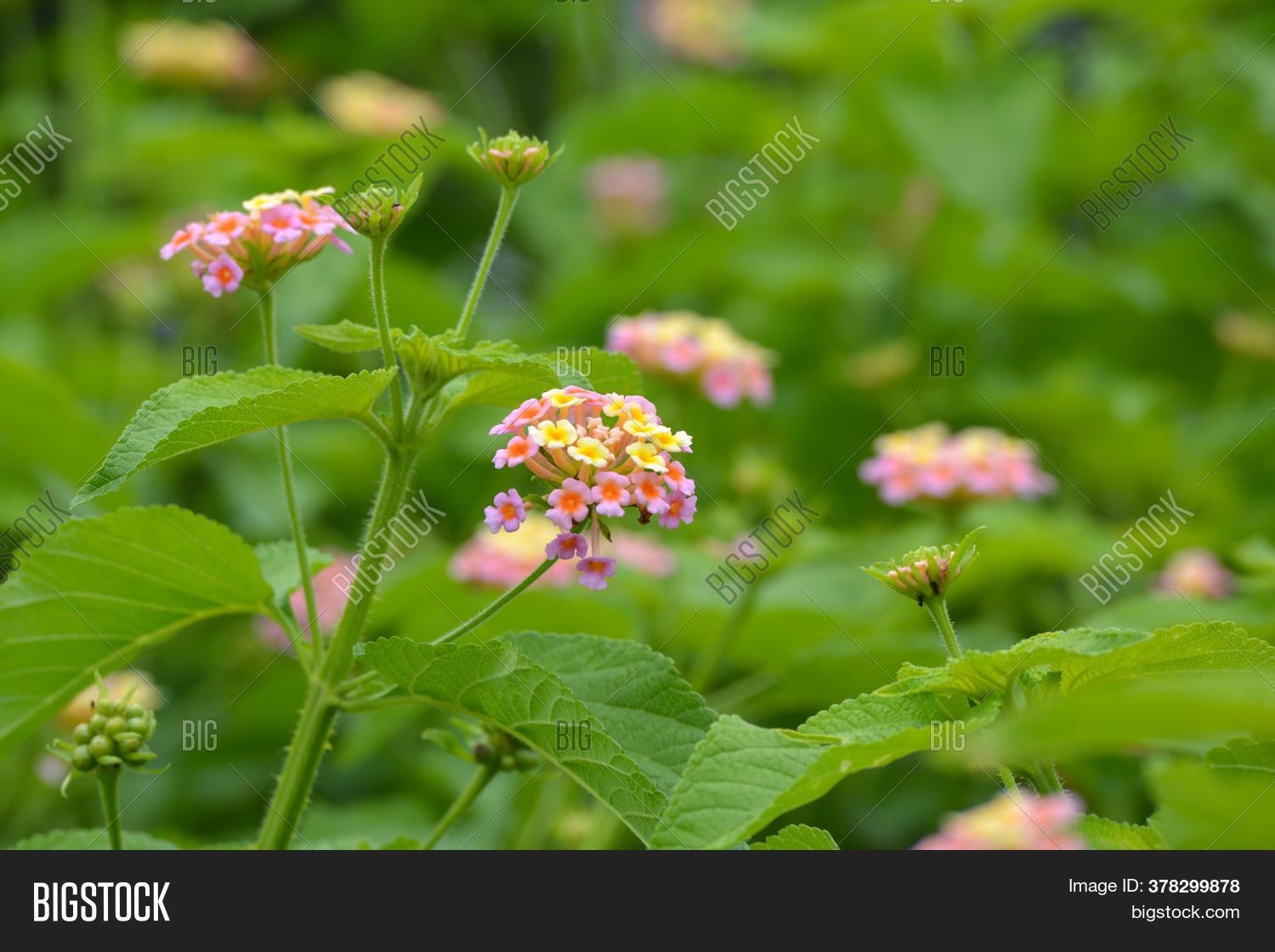 Multicolored Lantana Image & Photo (Free Trial) | Bigstock
