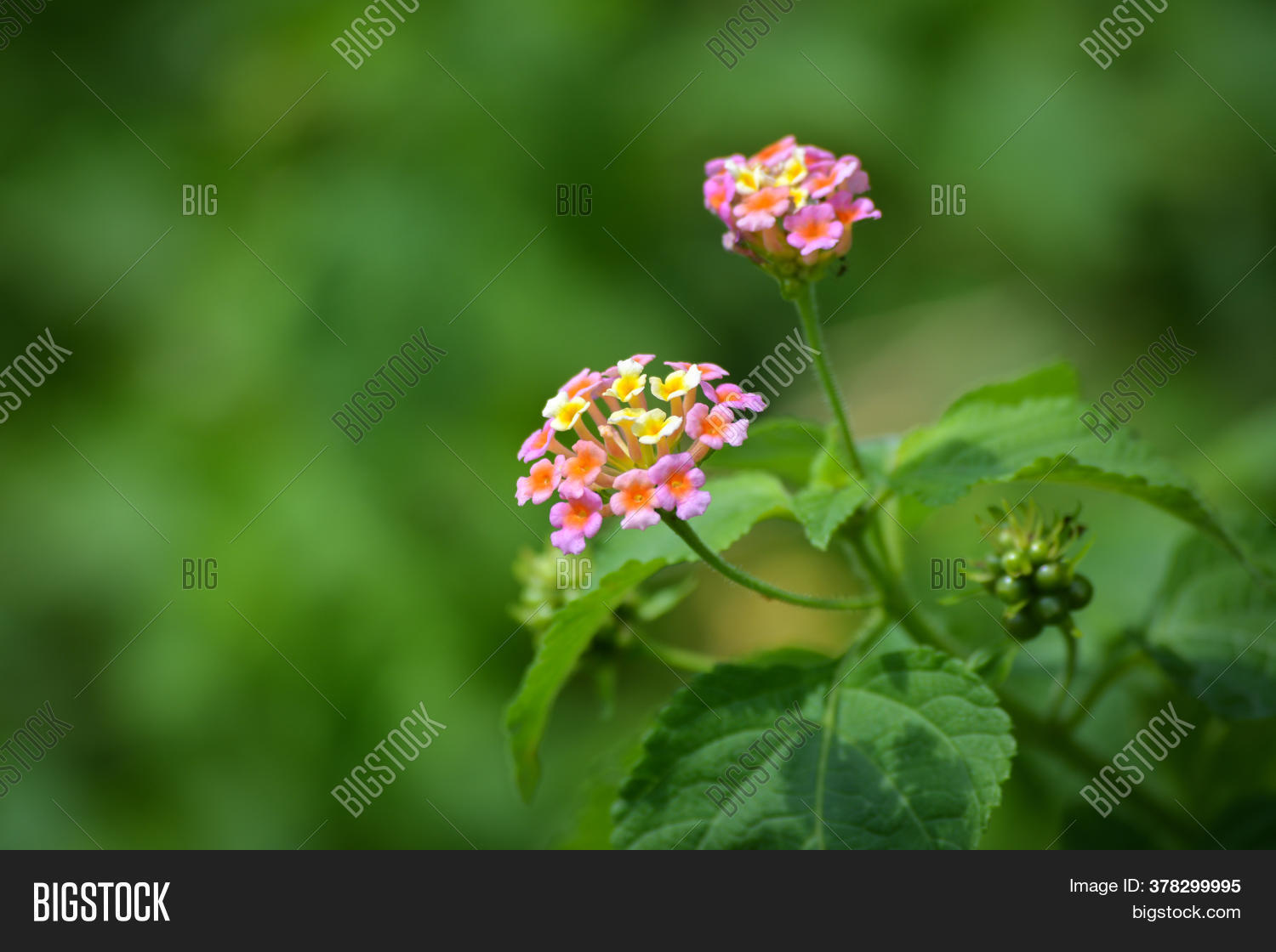 Multicolored Lantana Image & Photo (Free Trial) | Bigstock