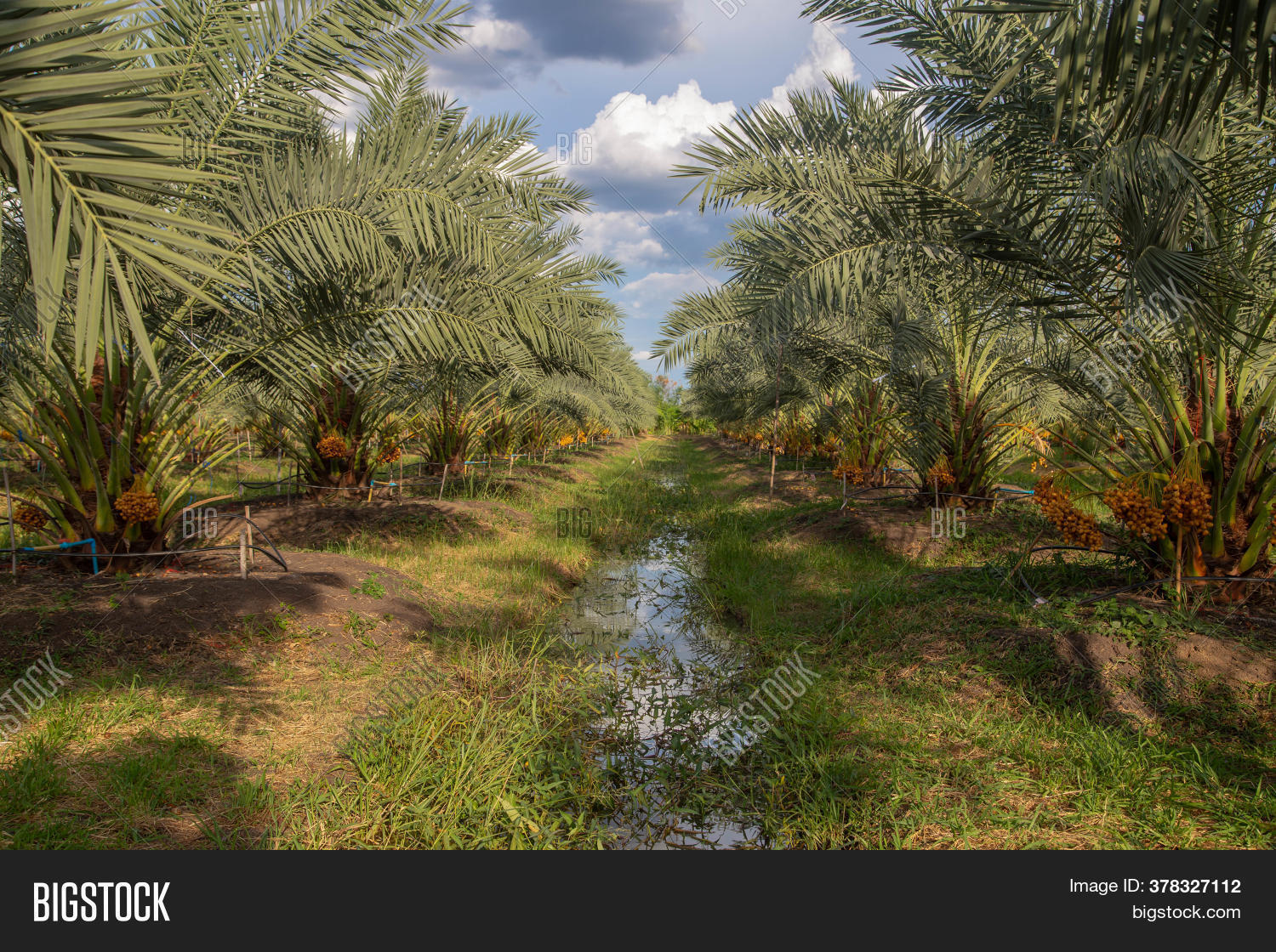 Bunch Palm Fruit Image & Photo (Free Trial) | Bigstock