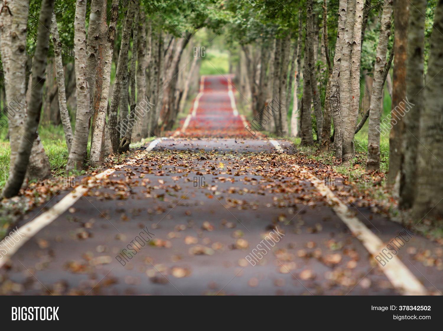 Beautiful Road View On Image & Photo (Free Trial) | Bigstock