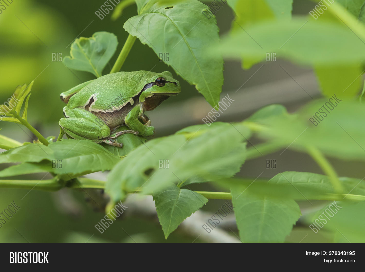 Green Tree Frog Tree Image & Photo (Free Trial) | Bigstock