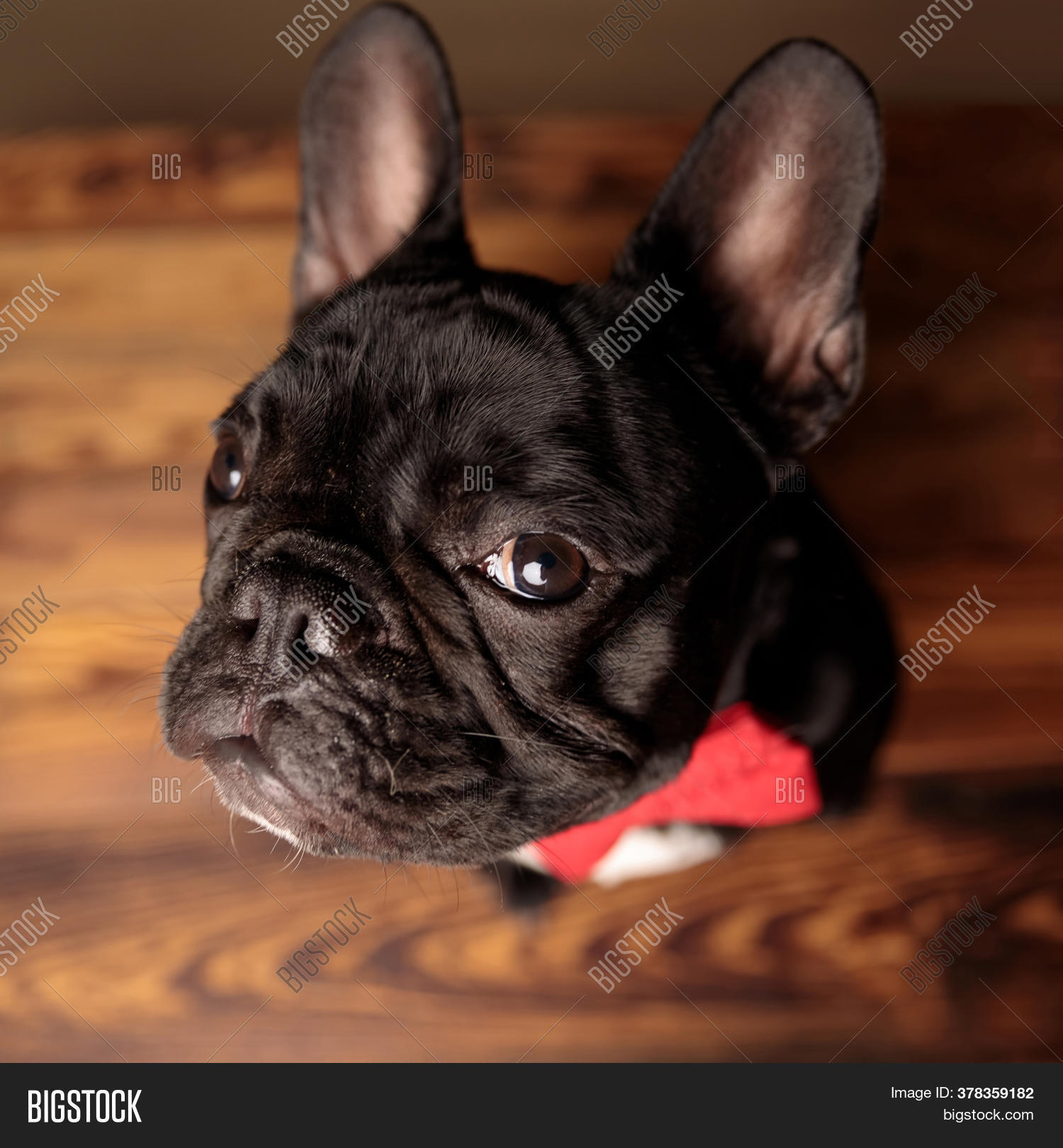 Adorable Frenchie Dog Image & Photo (Free Trial) | Bigstock