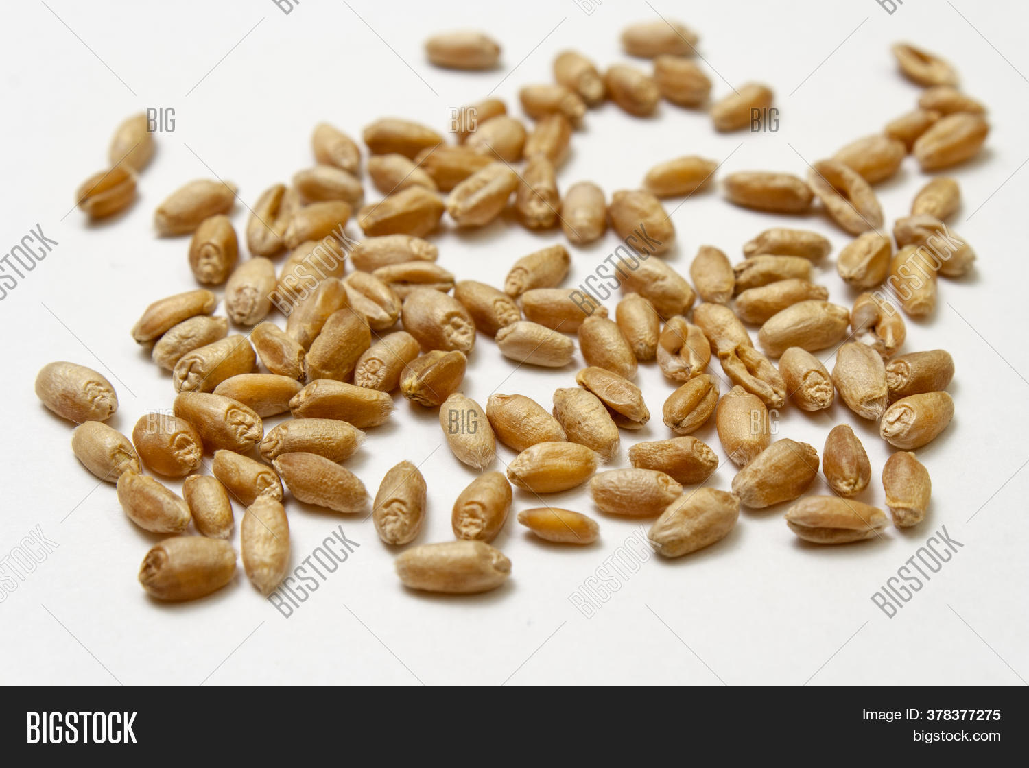 Wheat Malt On White Image & Photo (Free Trial) | Bigstock