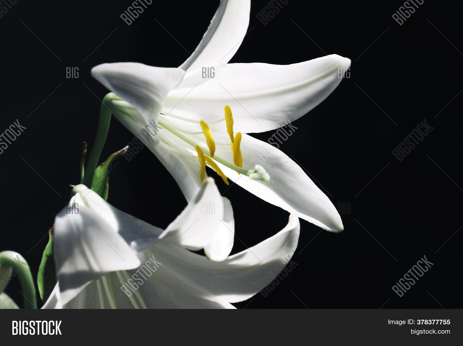 Beautiful Lily Flower Image & Photo (Free Trial) | Bigstock