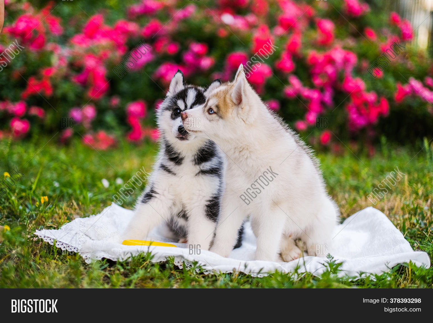 Happy Siberian Husky Image & Photo (Free Trial) | Bigstock