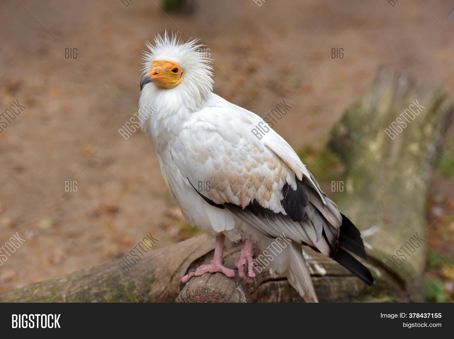 Nice White Vulture ( Image & Photo (Free Trial) | Bigstock